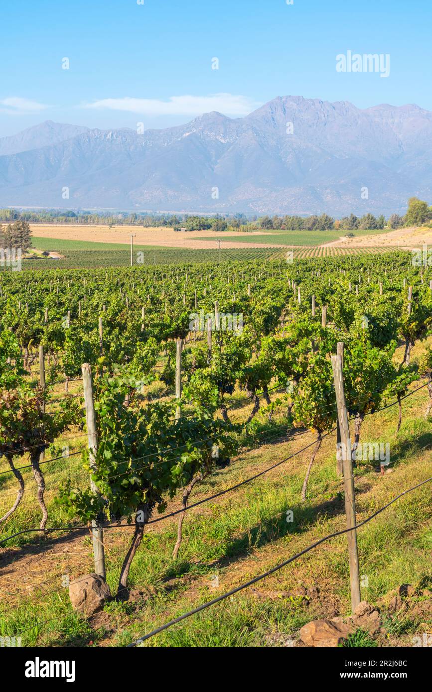 Vineyard haras de pirque hi-res stock photography and images - Alamy