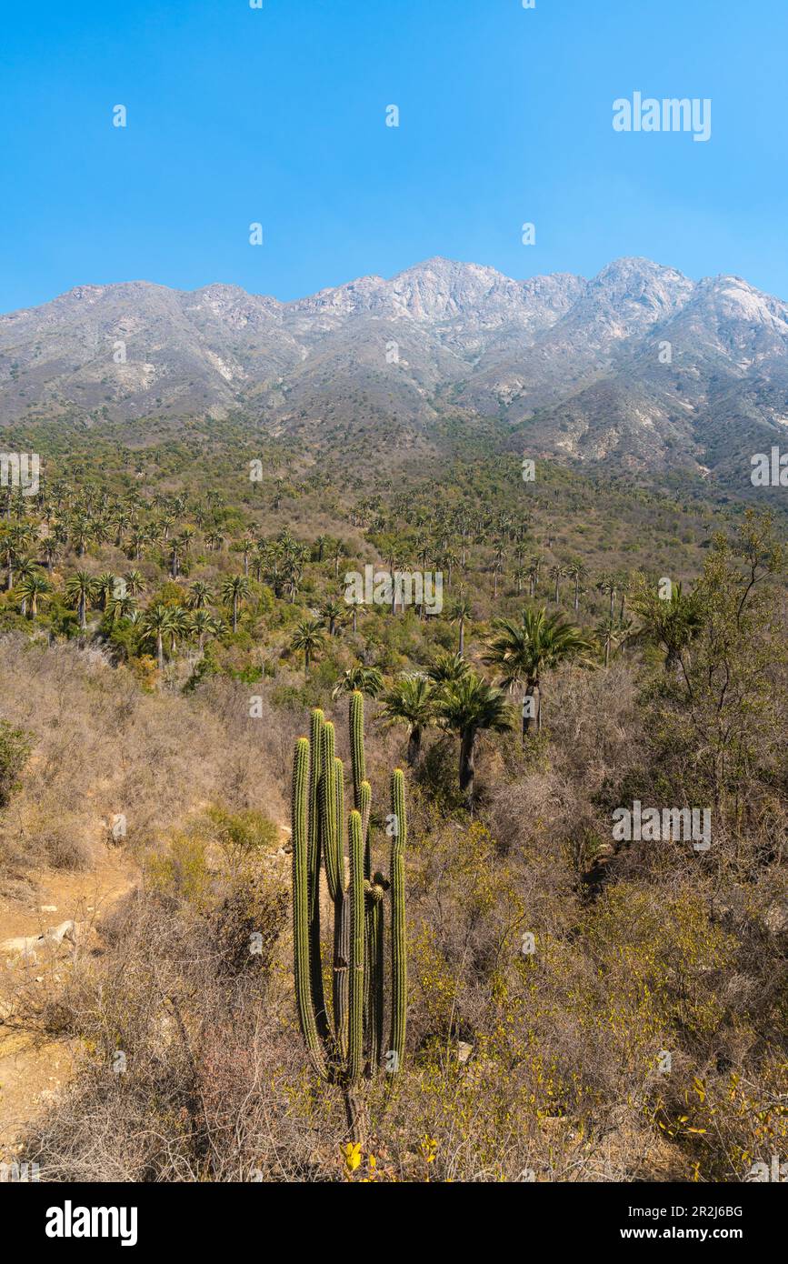 Quillota province hi-res stock photography and images - Alamy
