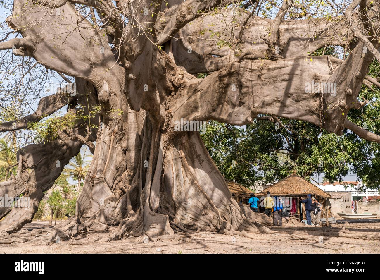 giant old Ceiba tree, Missirah, Sine Saloum Delta, Senegal, West Africa ...