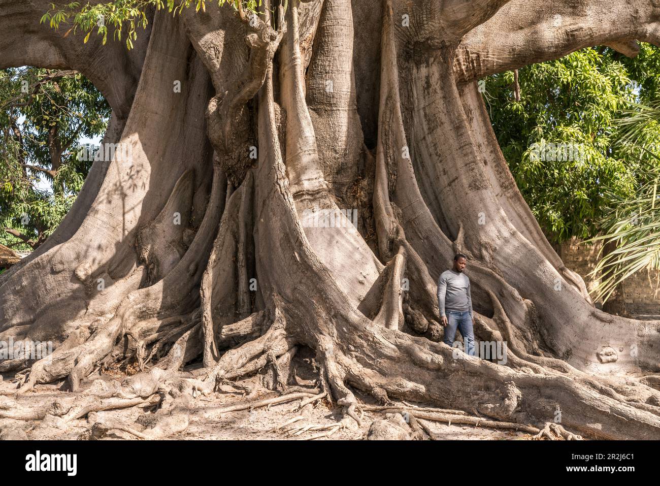 giant old Ceiba tree, Missirah, Sine Saloum Delta, Senegal, West Africa ...