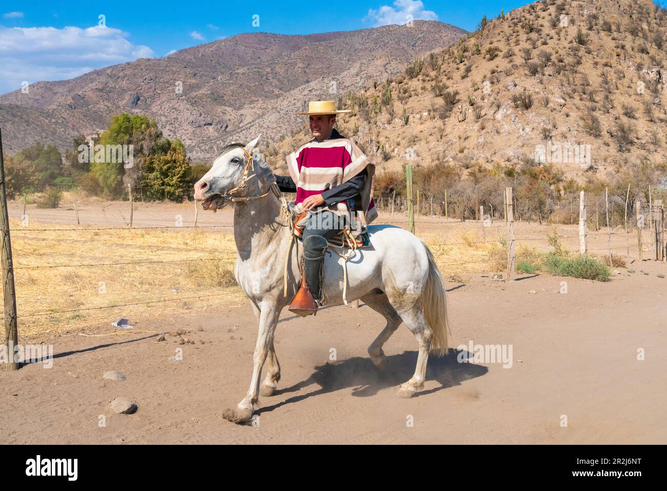 Huaso riding horse at ranch on sunny day, Colina, Chacabuco Province ...