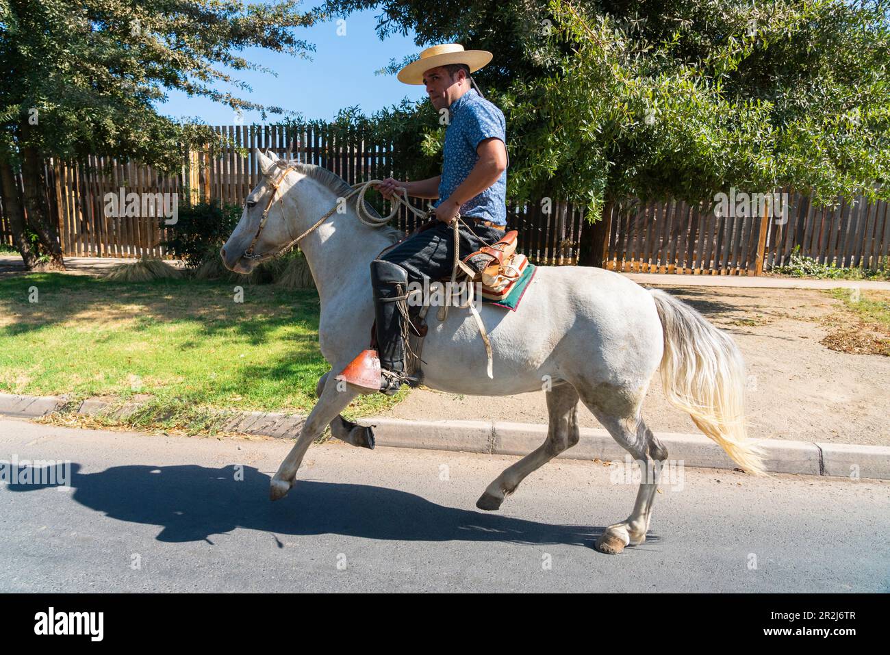 Huaso riding horse on street on sunny day, Colina, Chacabuco Province ...