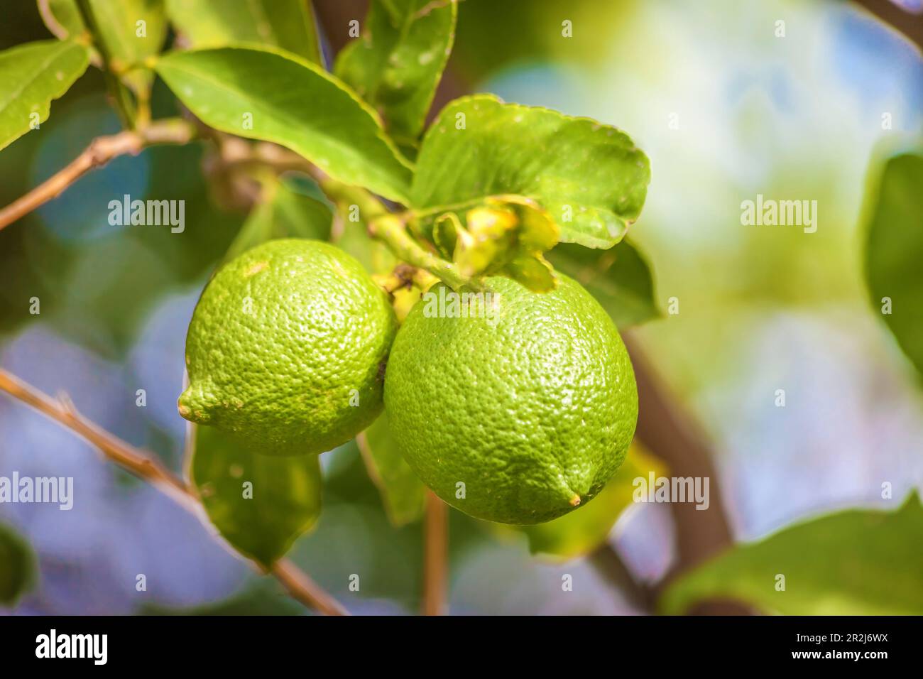 Lemon tree naples campania hi-res stock photography and images - Alamy
