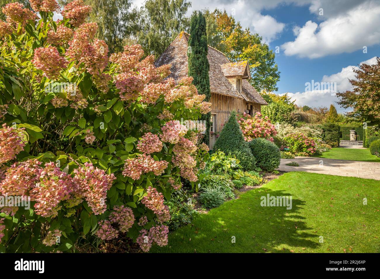 Magnificent Hydrangeas in the Jardins de Pays d`Auge, Cambremer ...
