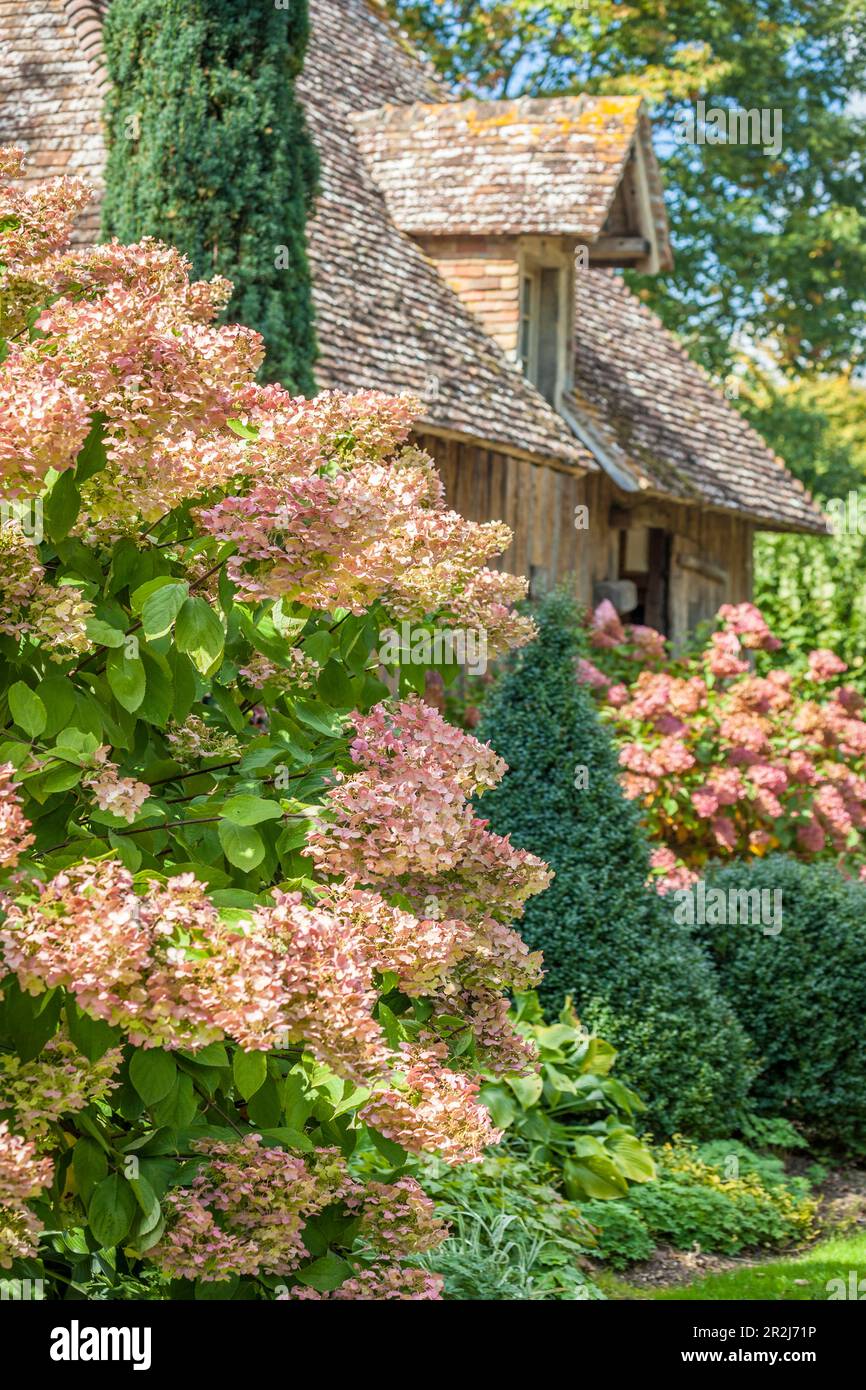 Magnificent Hydrangea in the Jardins de Pays d`Auge, Cambremer ...