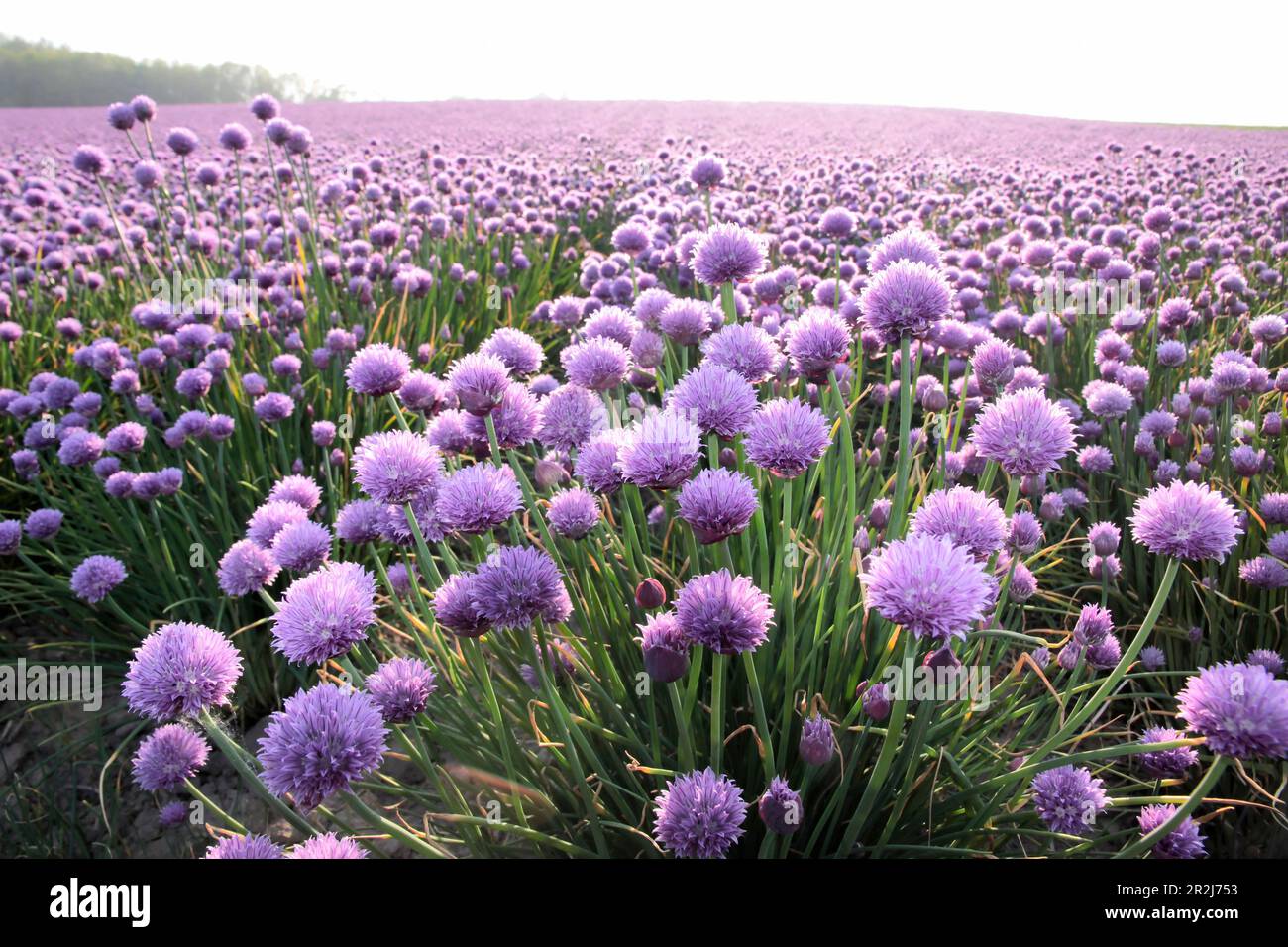 Flowering leeks (Allium schoenoprasum) at Arsdale on Bornholm, Denmark ...