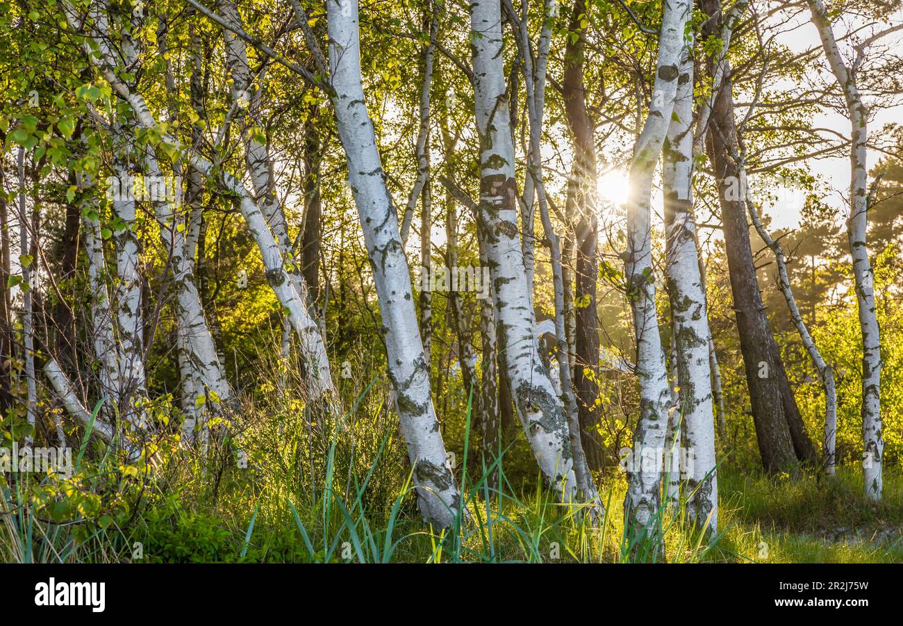 Birch forest at Snogebaek on Bornholm, Denmark Stock Photo - Alamy