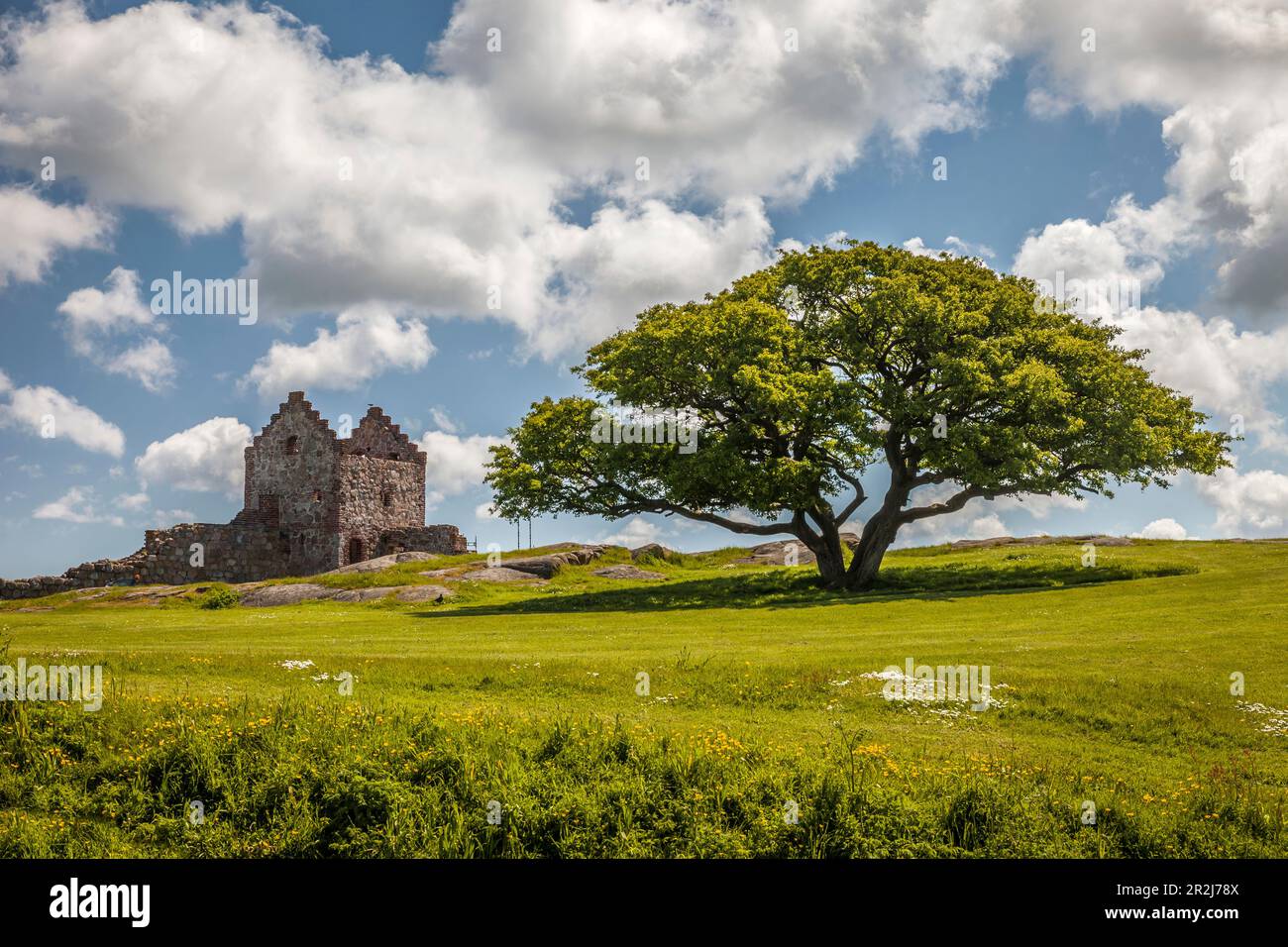 Hammershus ruins on Bornholm, Denmark Stock Photo - Alamy