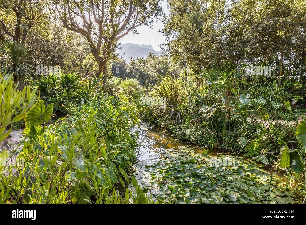 Pond in La Mortella Garden in Forio, Ischia Island, Gulf of Naples ...