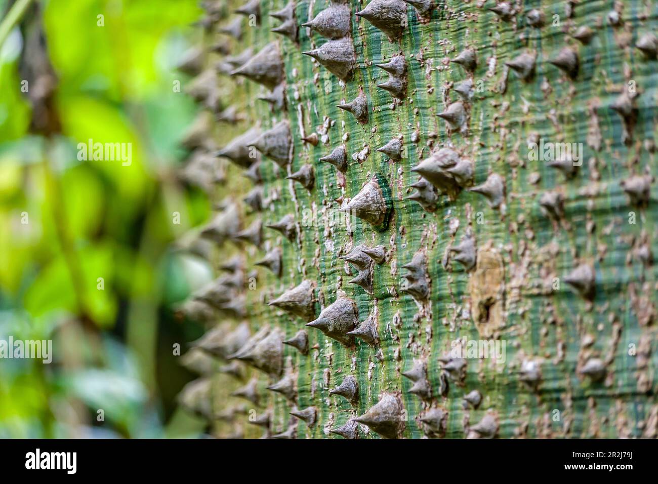 Mayan ceiba tree hi-res stock photography and images - Alamy