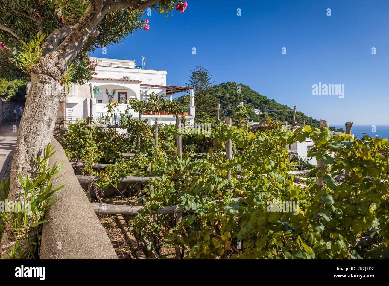 Classic villa with vine arbors in the resort of Capri, Capri, Gulf of ...