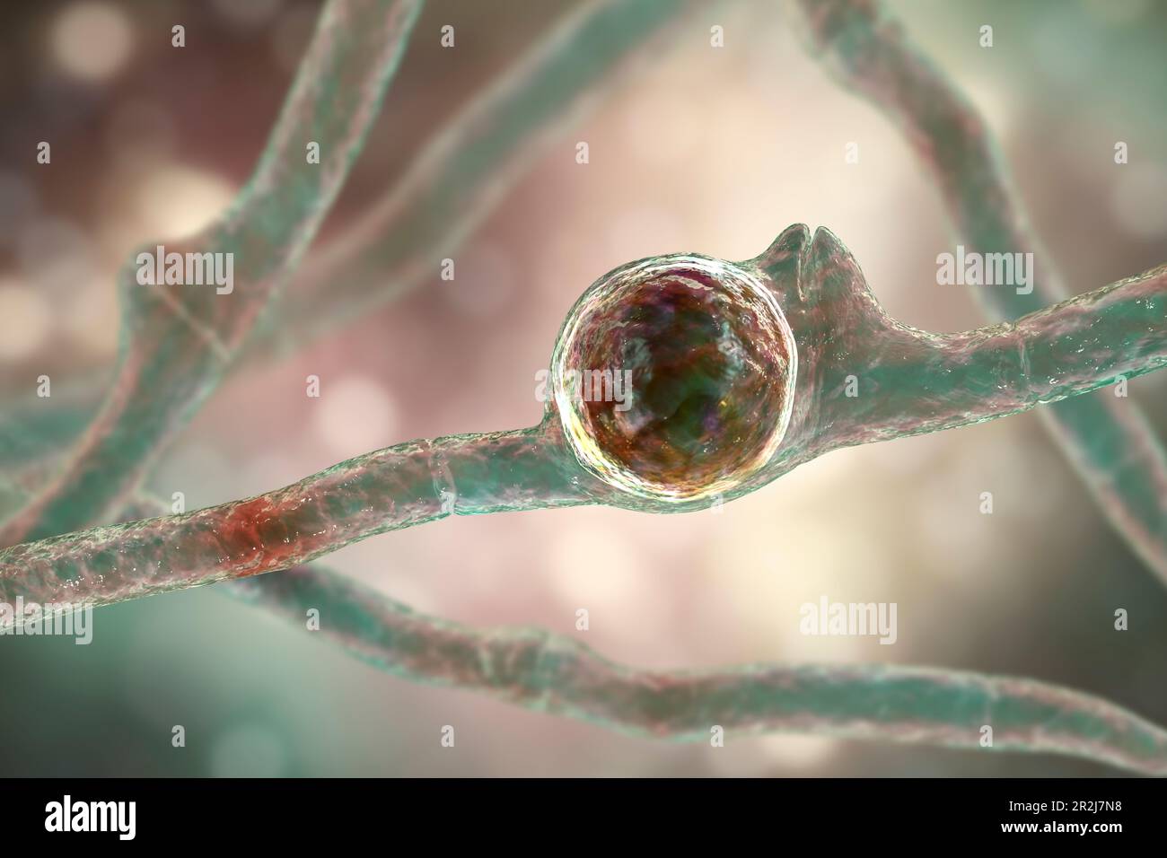 Basidiobolus ranarum fungus, illustration Stock Photo - Alamy