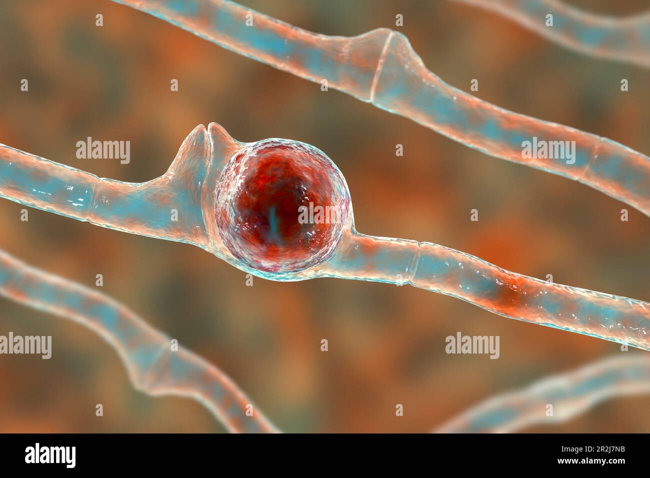 Basidiobolus ranarum fungus, illustration Stock Photo - Alamy