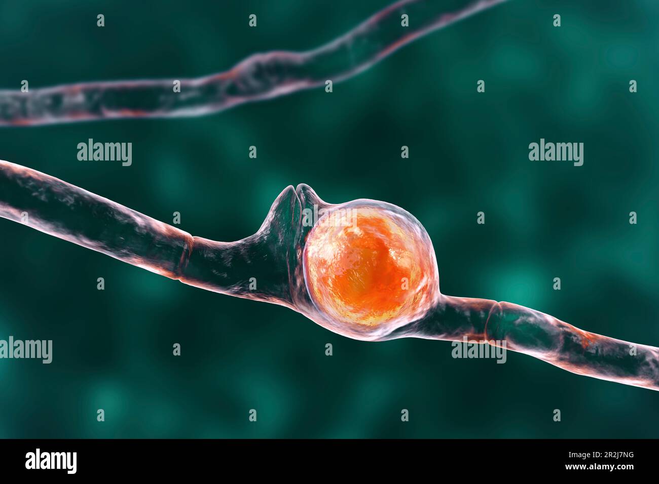 Basidiobolus ranarum fungus, illustration Stock Photo - Alamy