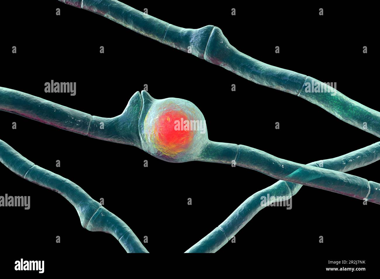 Basidiobolus ranarum fungus, illustration Stock Photo - Alamy