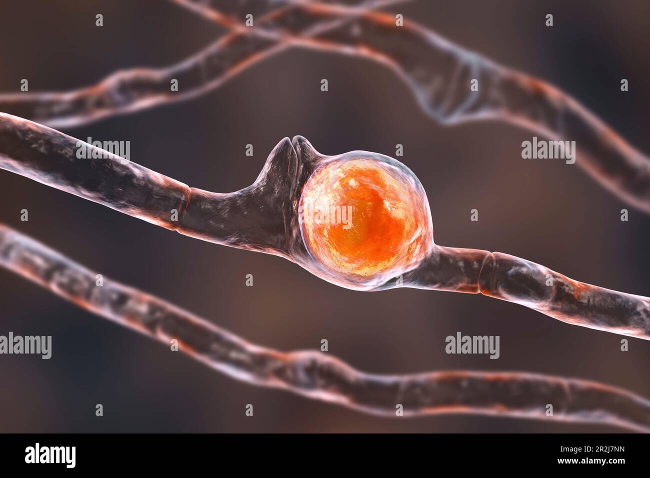 Basidiobolus ranarum fungus, illustration Stock Photo - Alamy