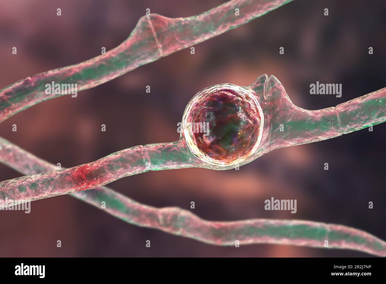 Basidiobolus ranarum fungus, illustration Stock Photo - Alamy