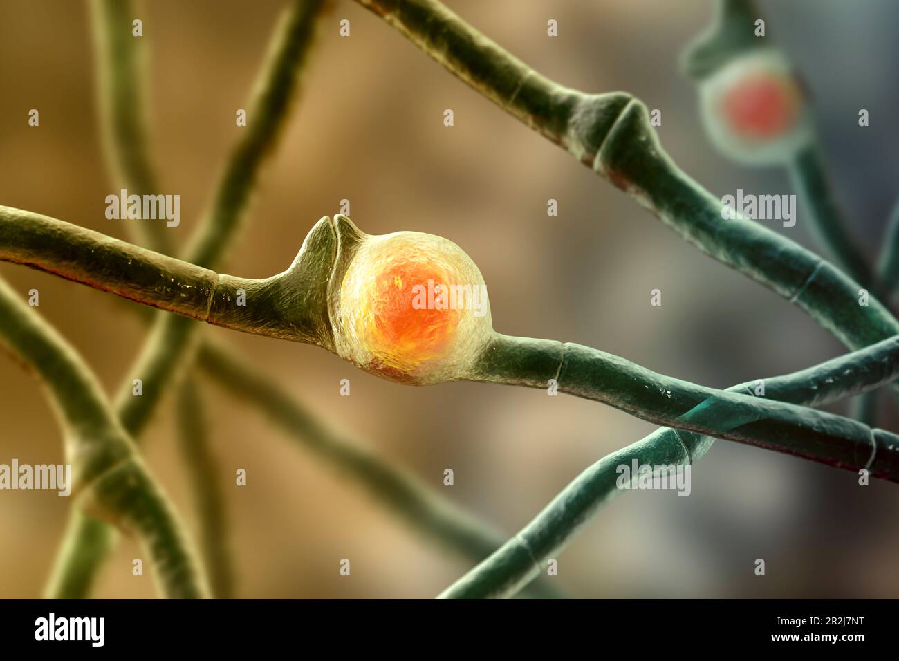 Basidiobolus ranarum fungus, illustration Stock Photo - Alamy