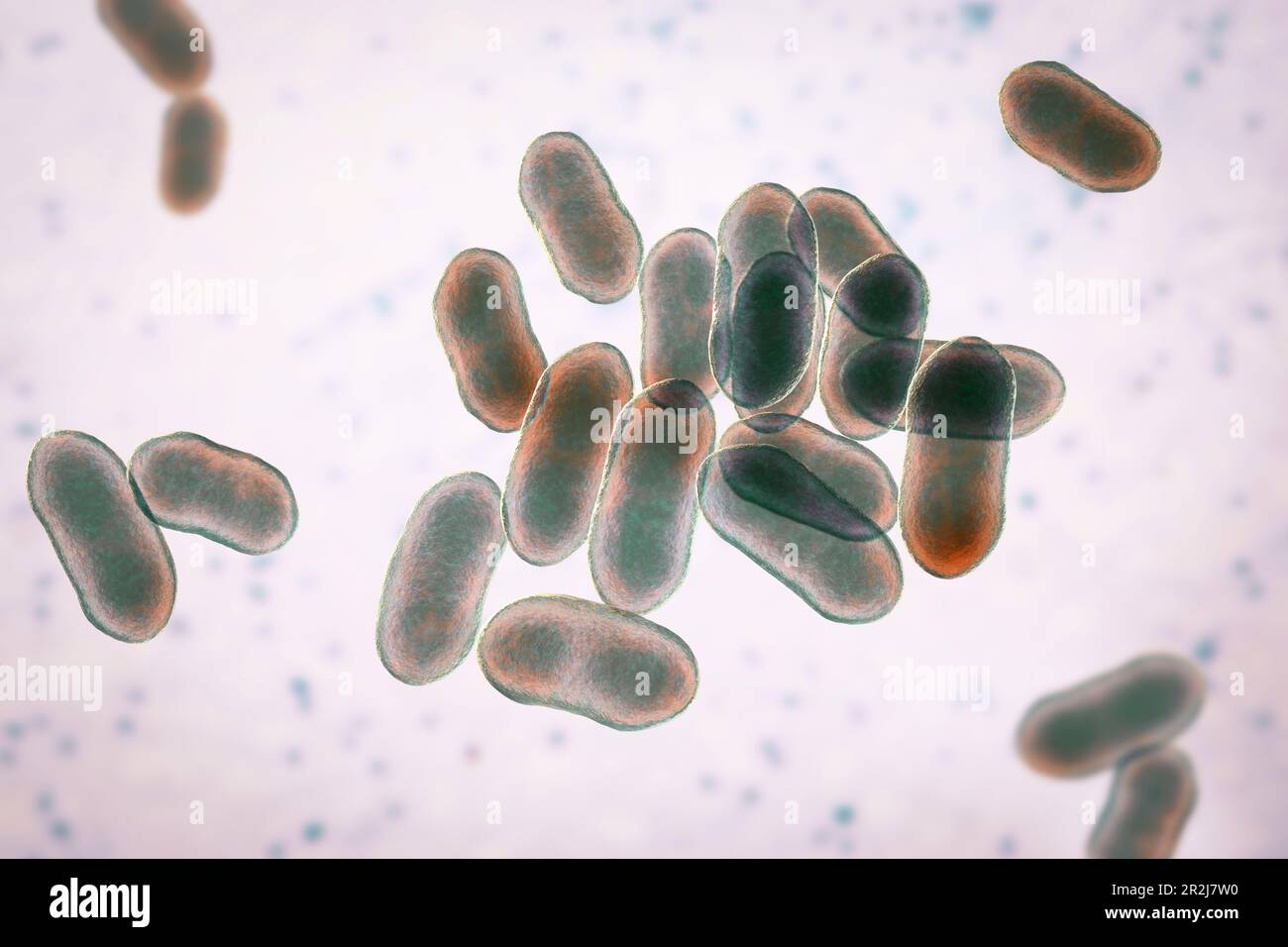 Prevotella bacteria, illustration Stock Photo - Alamy