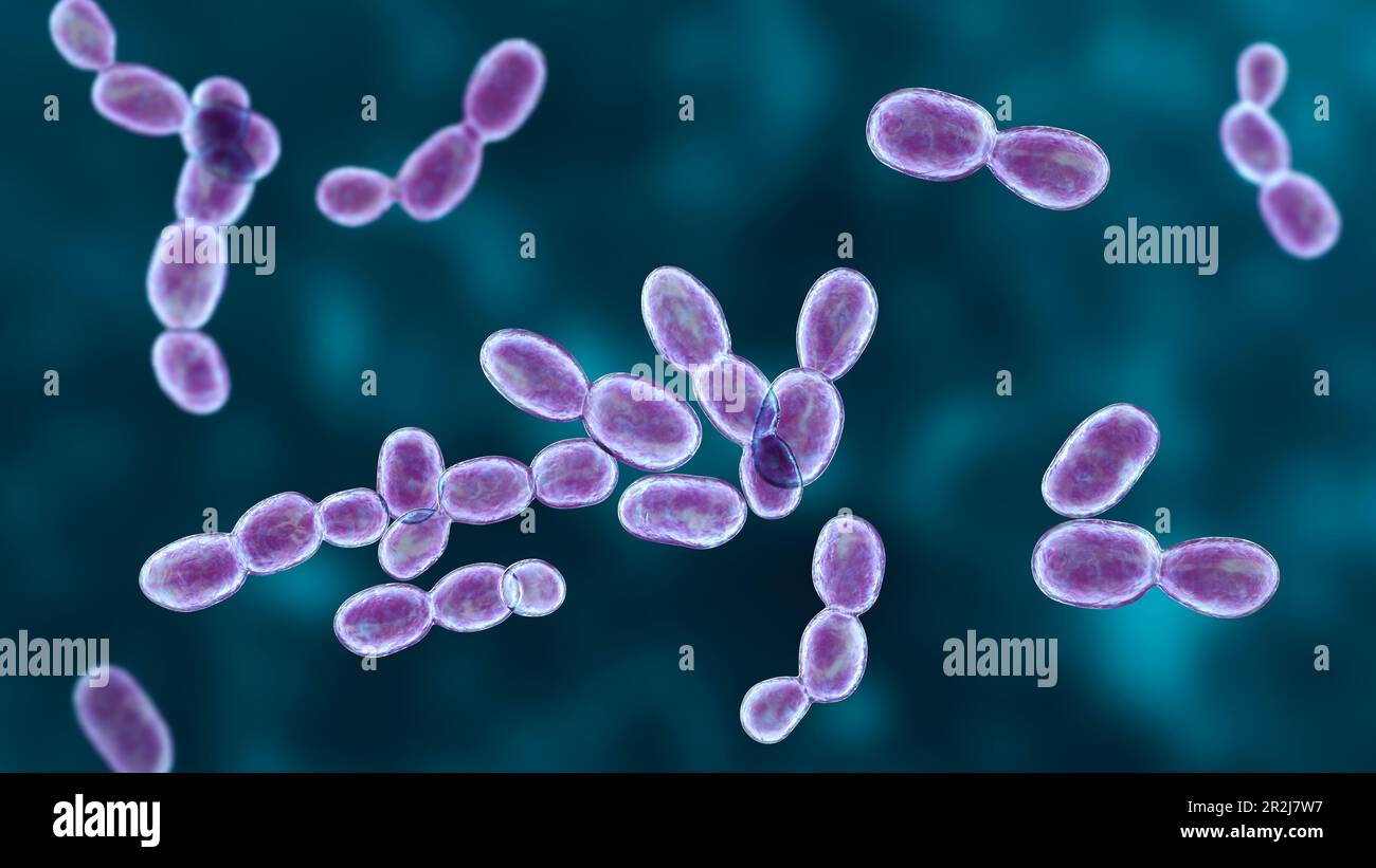 Rhodotorula Rubra Gram Stain