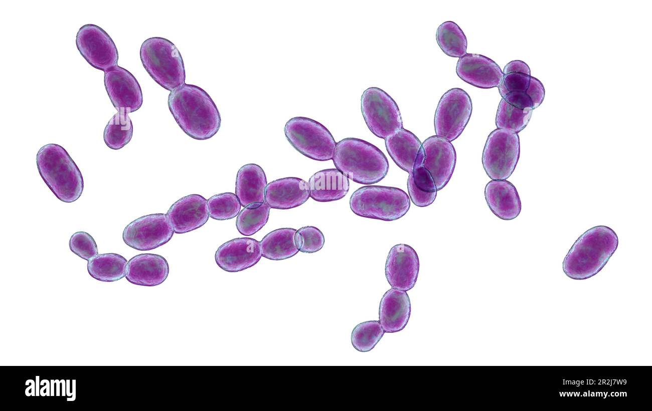 Yeasts and molds Cut Out Stock Images & Pictures - Alamy