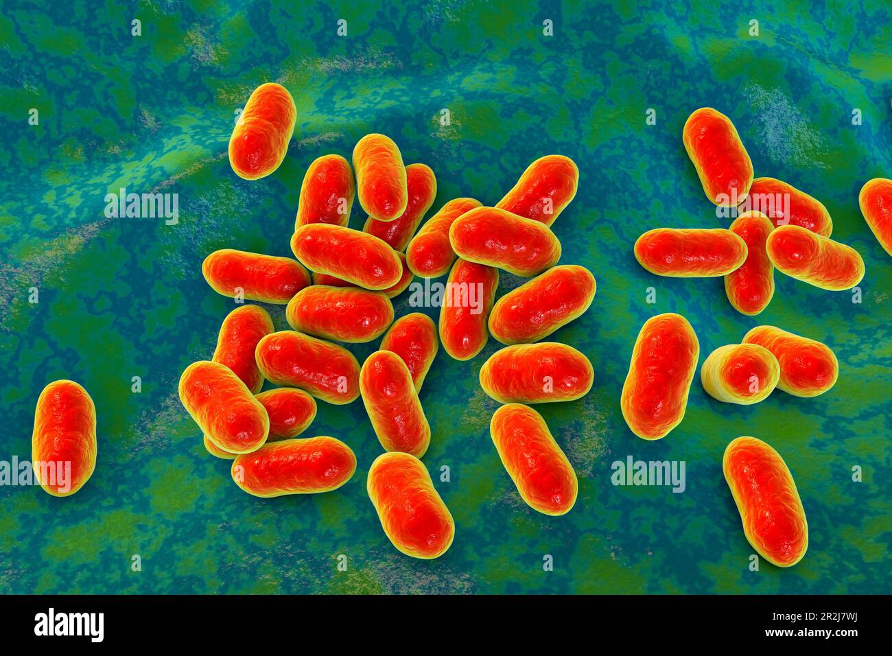 Prevotella bacteria, illustration Stock Photo - Alamy