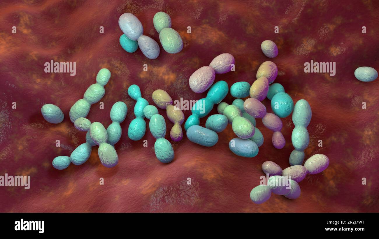 Rhodotorula fungi, illustration Stock Photo - Alamy