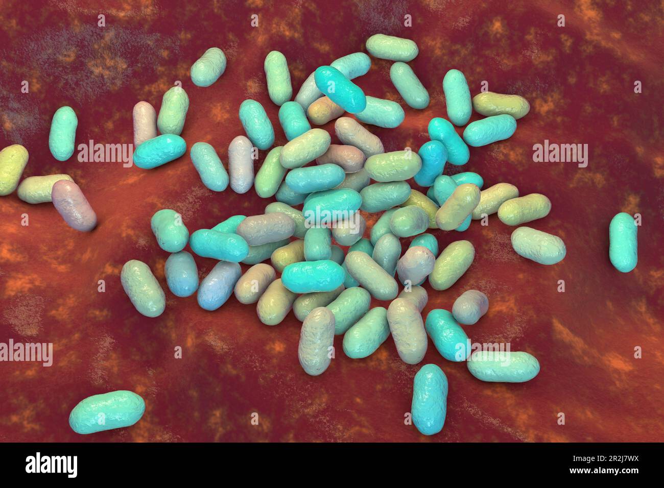 Prevotella bacteria, illustration Stock Photo - Alamy