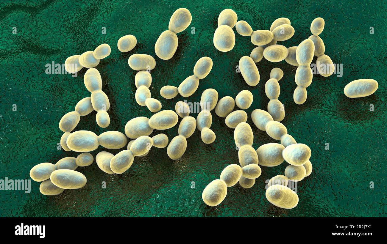 Rhodotorula fungi, illustration Stock Photo - Alamy