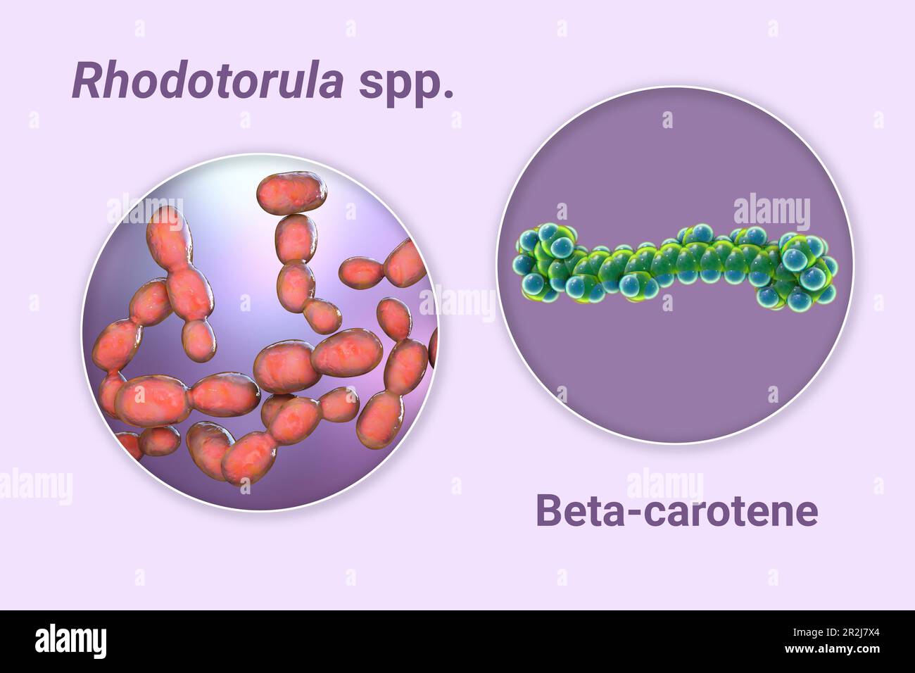 Rhodotorula fungi and beta-carotene molecule, illustration Stock Photo ...