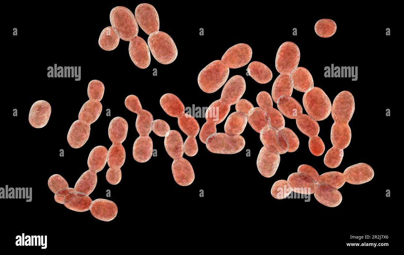 Rhodotorula Microscope