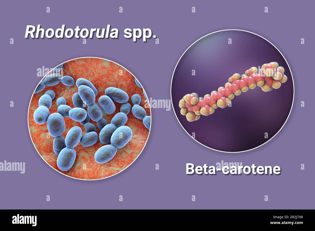 Rhodotorula fungi and beta-carotene molecule, illustration Stock Photo ...