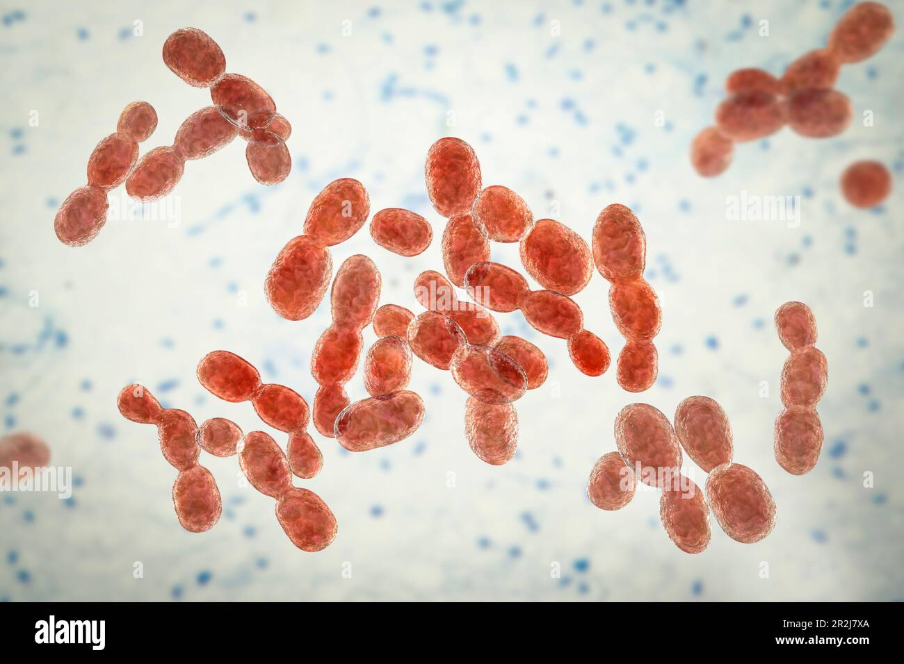 Rhodotorula fungi, illustration Stock Photo - Alamy