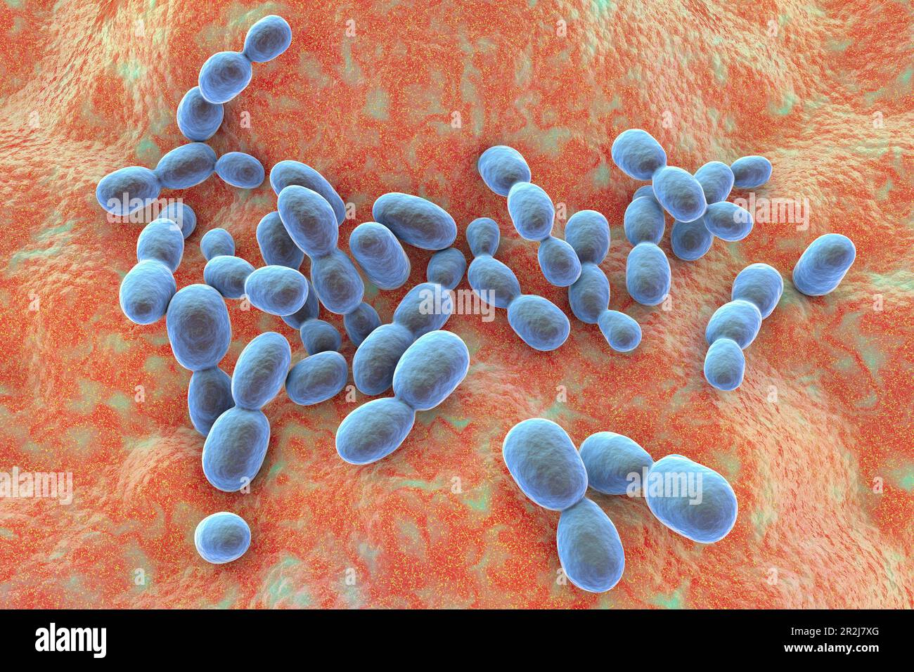 Rhodotorula fungi, illustration Stock Photo - Alamy