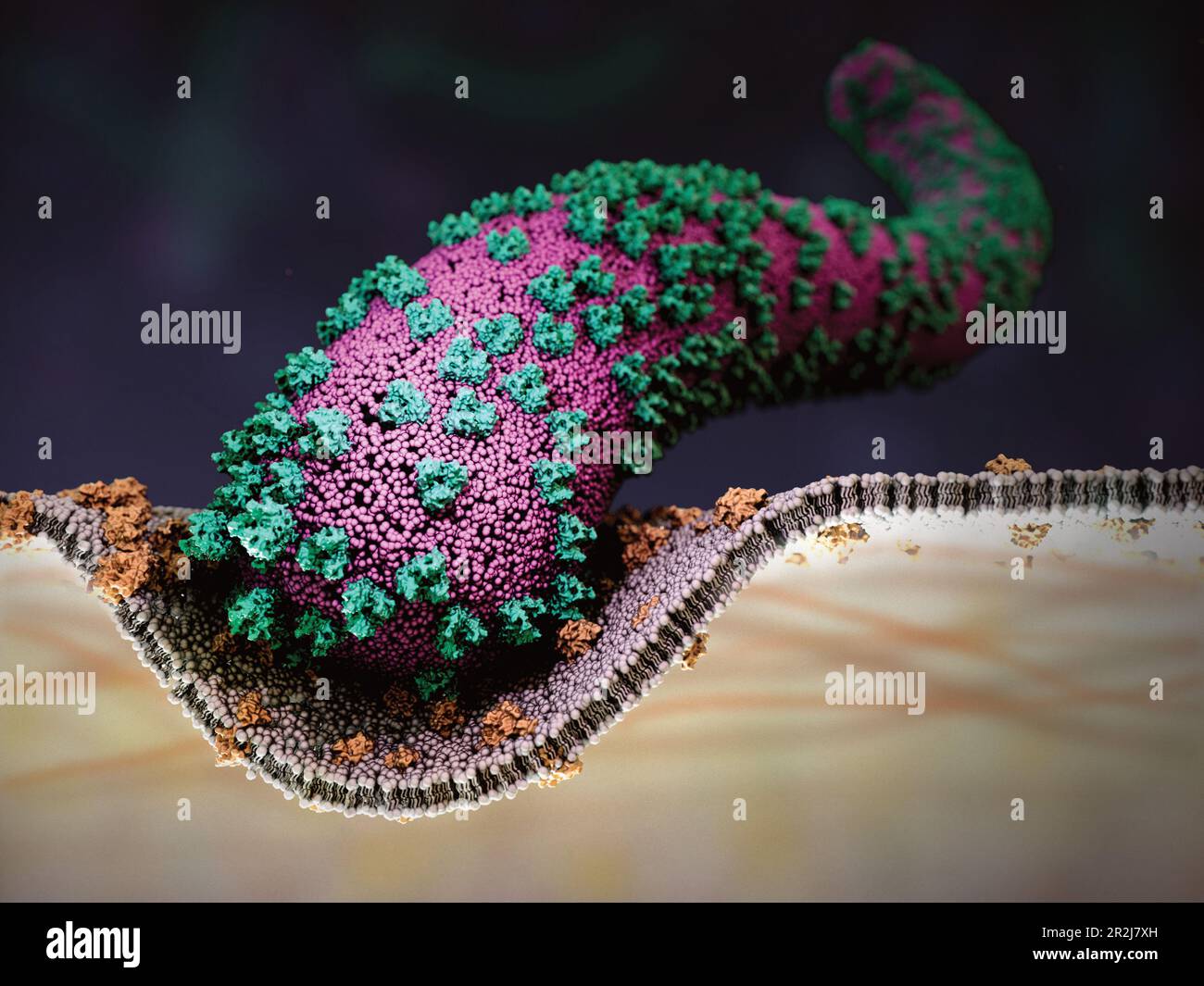 Marburg virus infecting a cell, illustration Stock Photo - Alamy