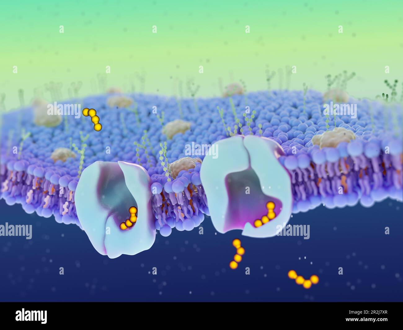 Transmembrane protein transporter, illustration Stock Photo - Alamy