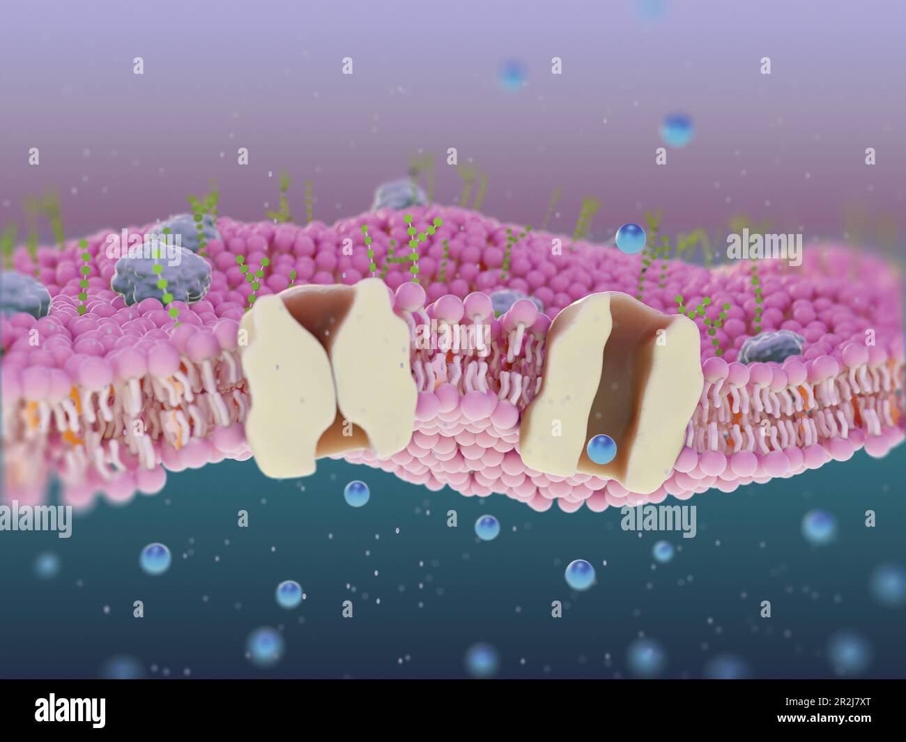 Plasma membrane structure hi-res stock photography and images - Alamy