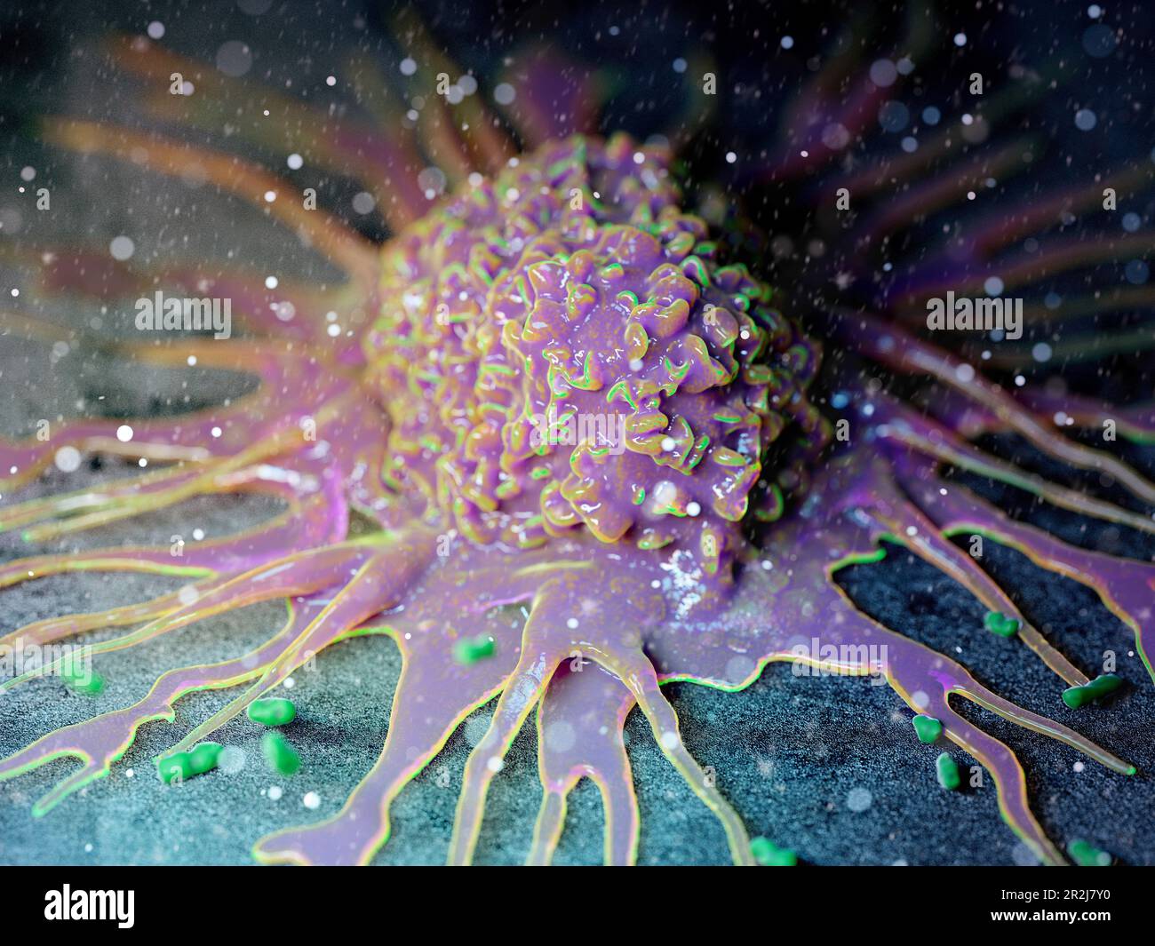 Macrophage Eating Bacteria Clipart