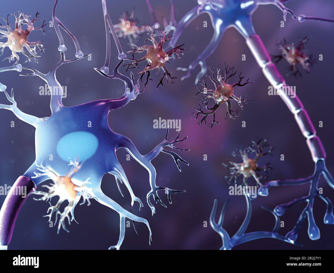 Neurons and microglia, illustration Stock Photo - Alamy