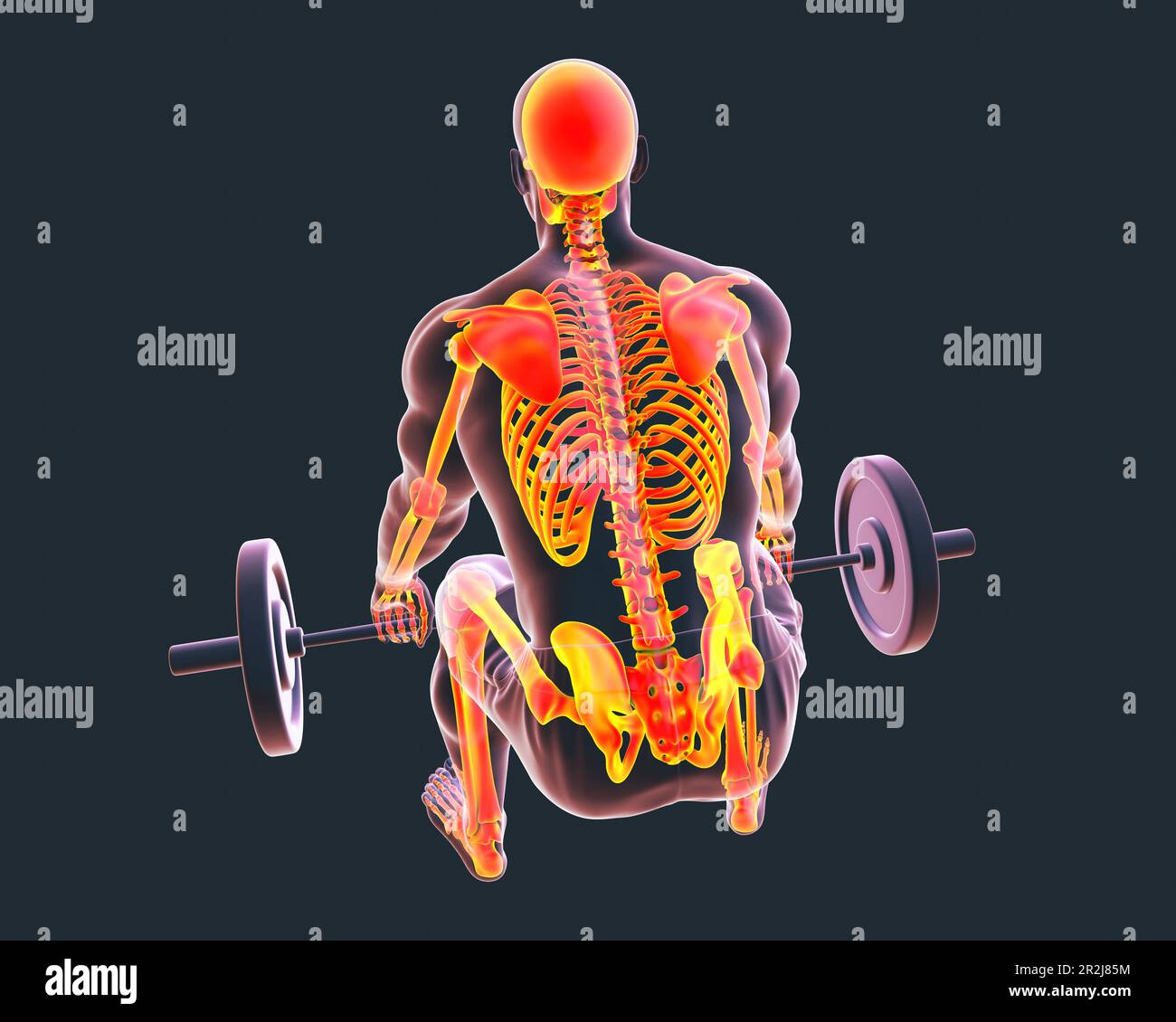 Back muscles anatomy hi-res stock photography and images - Alamy