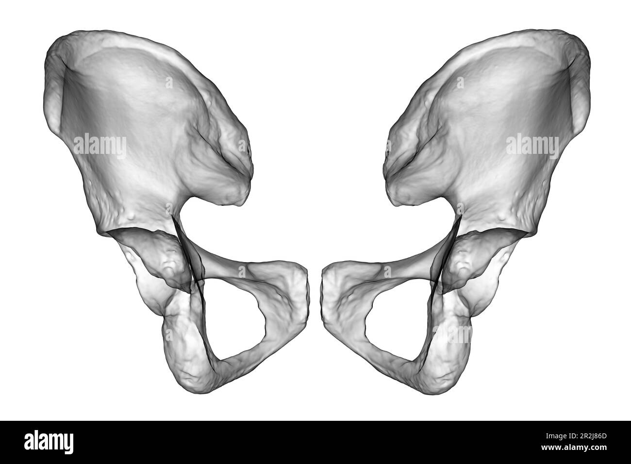 Anatomy of the coxal bones, illustration Stock Photo - Alamy