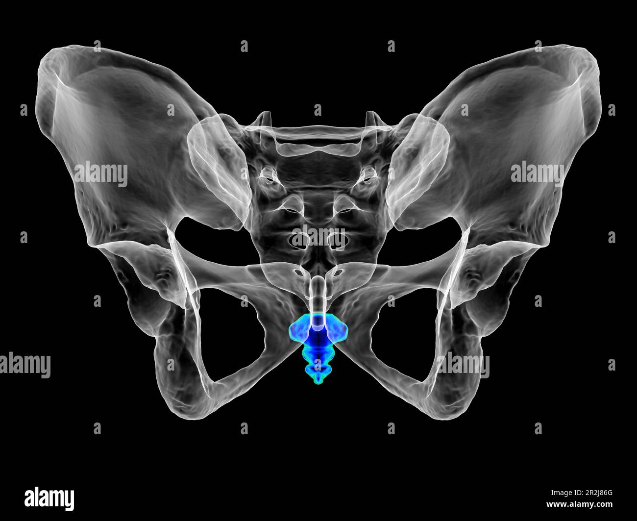 Anatomy of the coccyx bone, illustration Stock Photo - Alamy