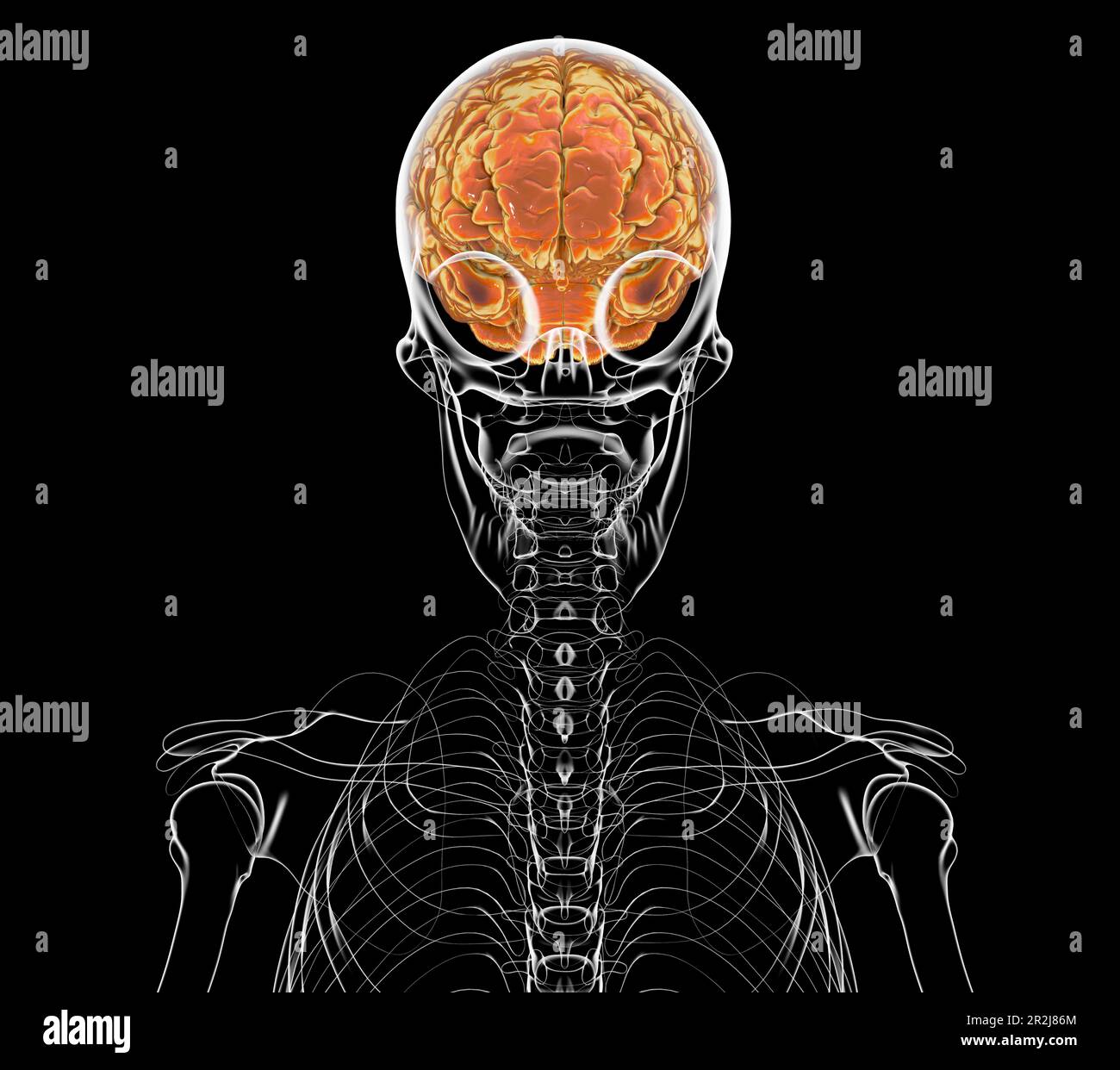 Human brain, illustration Stock Photo - Alamy