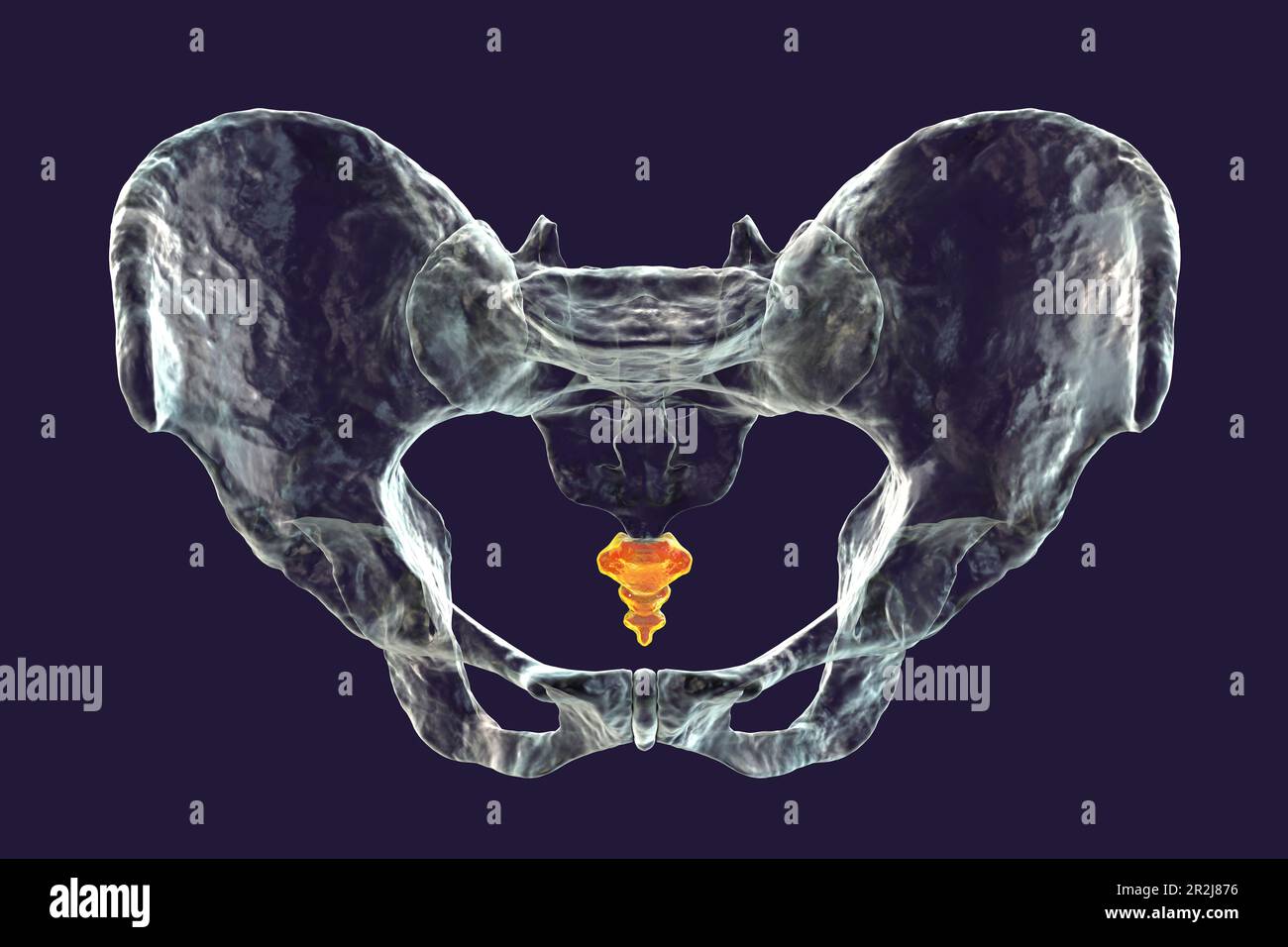 Anatomy of the coccyx bone, illustration Stock Photo - Alamy