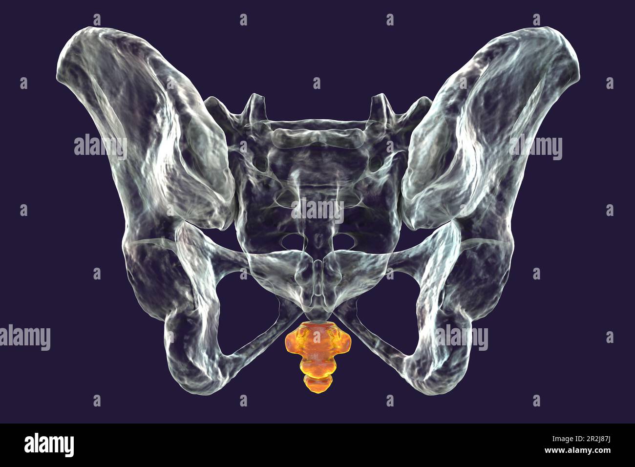 Anatomy of the coccyx bone, illustration Stock Photo - Alamy