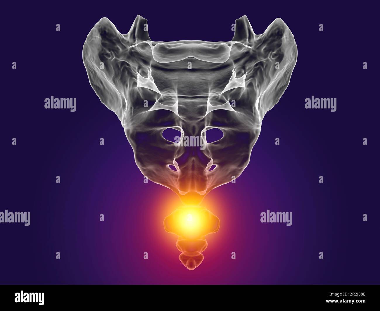 Coccyx fracture hi-res stock photography and images - Alamy
