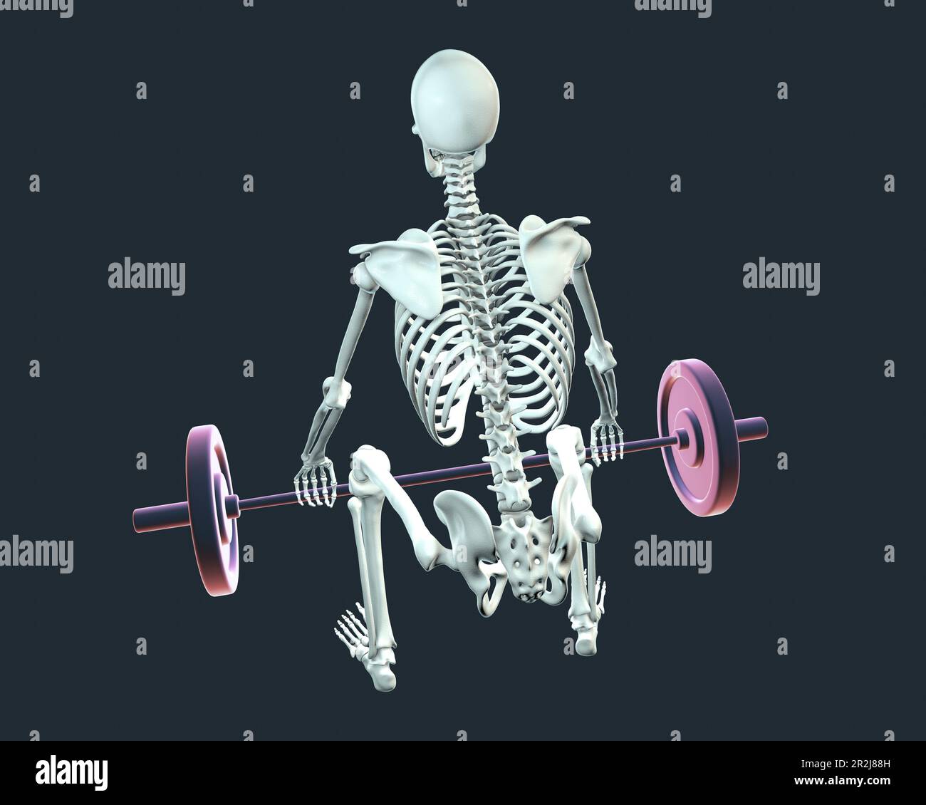 Human skeleton lifting a barbell, illustration Stock Photo - Alamy