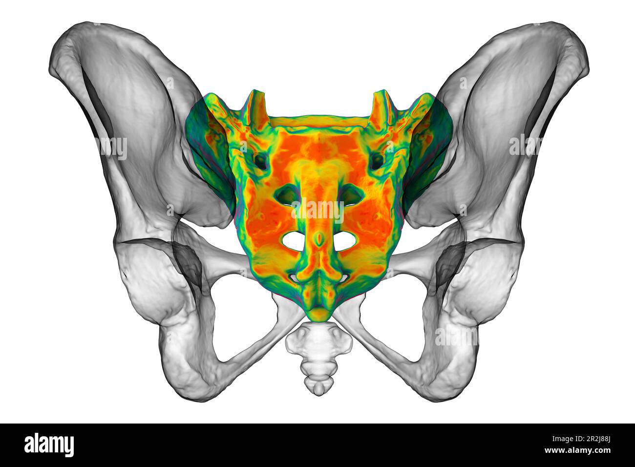 Anatomy of the sacrum bone, illustration Stock Photo - Alamy