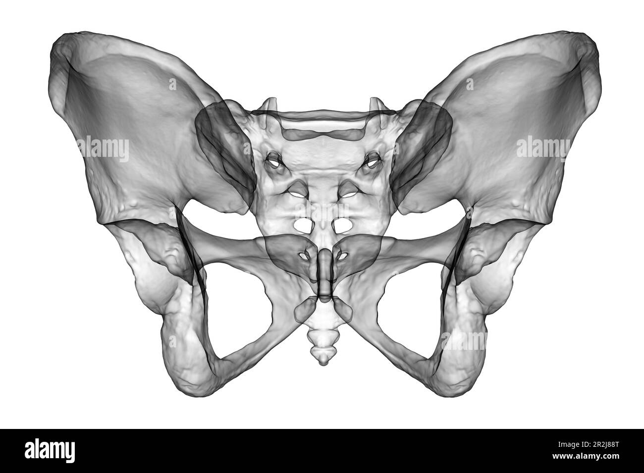 Anatomy of the pelvis bones, illustration Stock Photo - Alamy