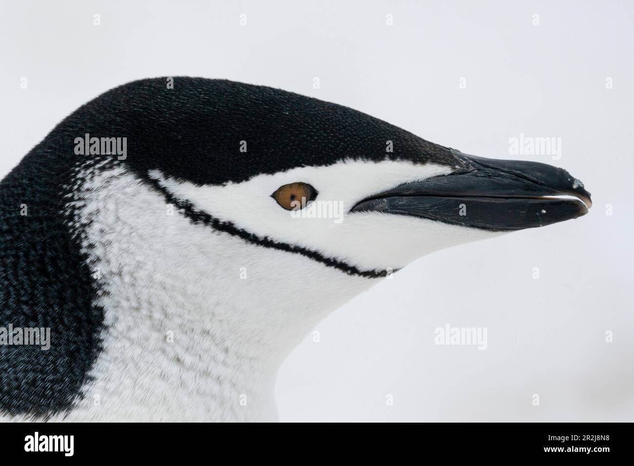 Close-up of head of Chinstrap penguin (Pygoscelis antarcticus), Half ...